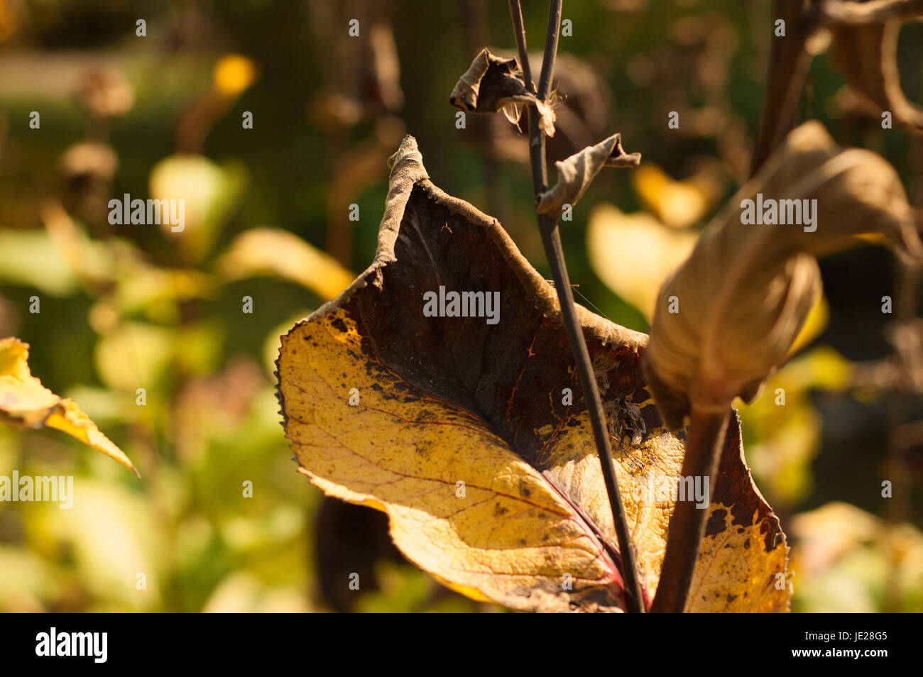withered plant yellow / botanical nature garden Stock Photo - Alamy