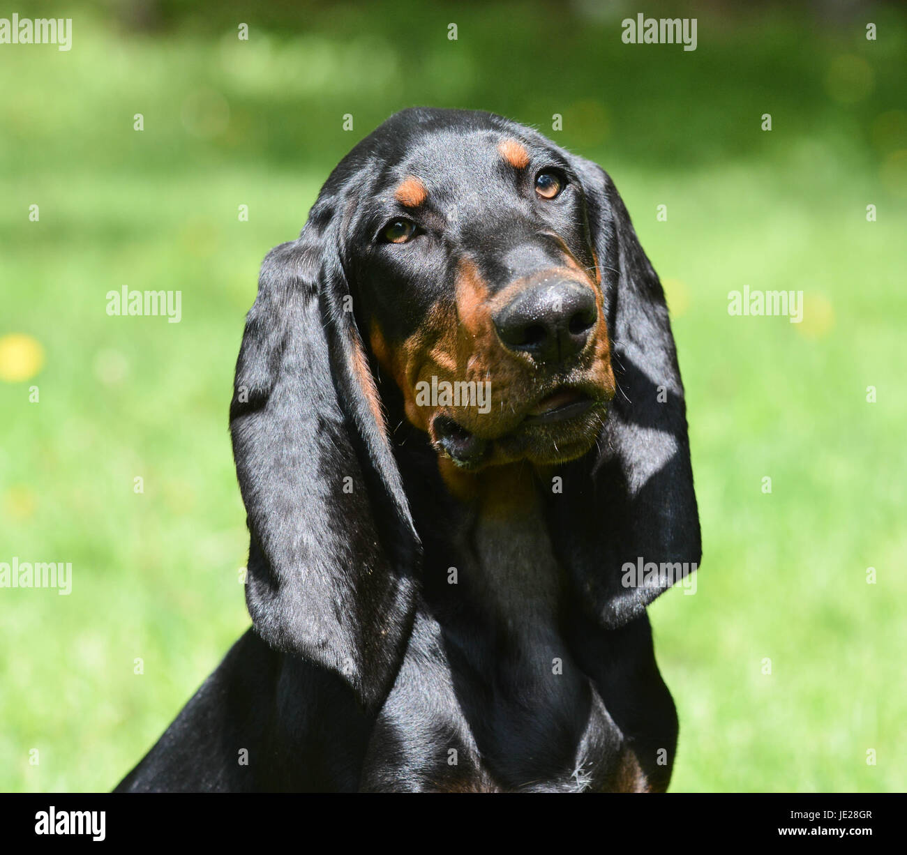 black and tan coonhound portrait outdoors Stock Photo - Alamy