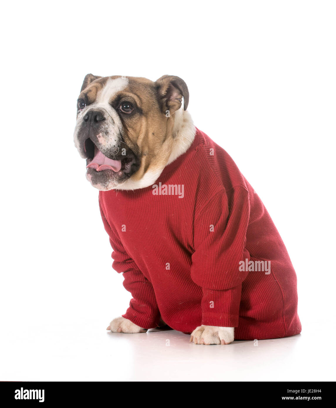english bulldog puppy with surprised expression on white background ...