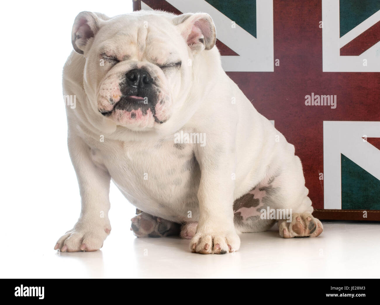 English Bulldog Flag High Resolution Stock Photography and Images - Alamy
