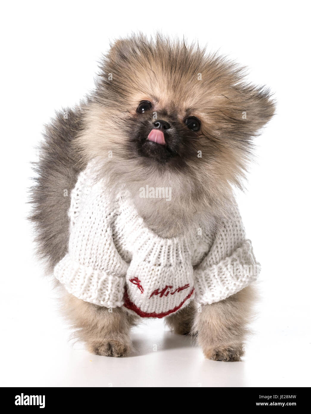 pomeranian wearing valentines day sweater Stock Photo - Alamy