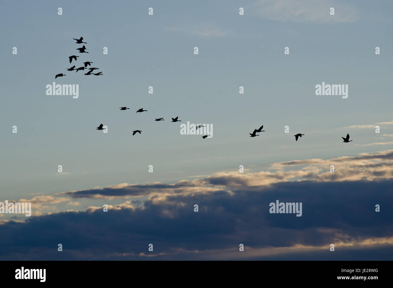 Flock of Geese Flying Across the Morning Sky Stock Photo - Alamy