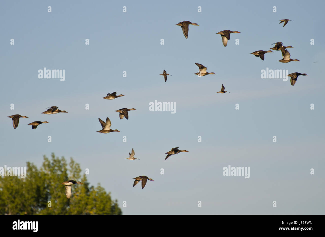 Waterfowl Taking to Flight in the Marsh Stock Photo - Alamy