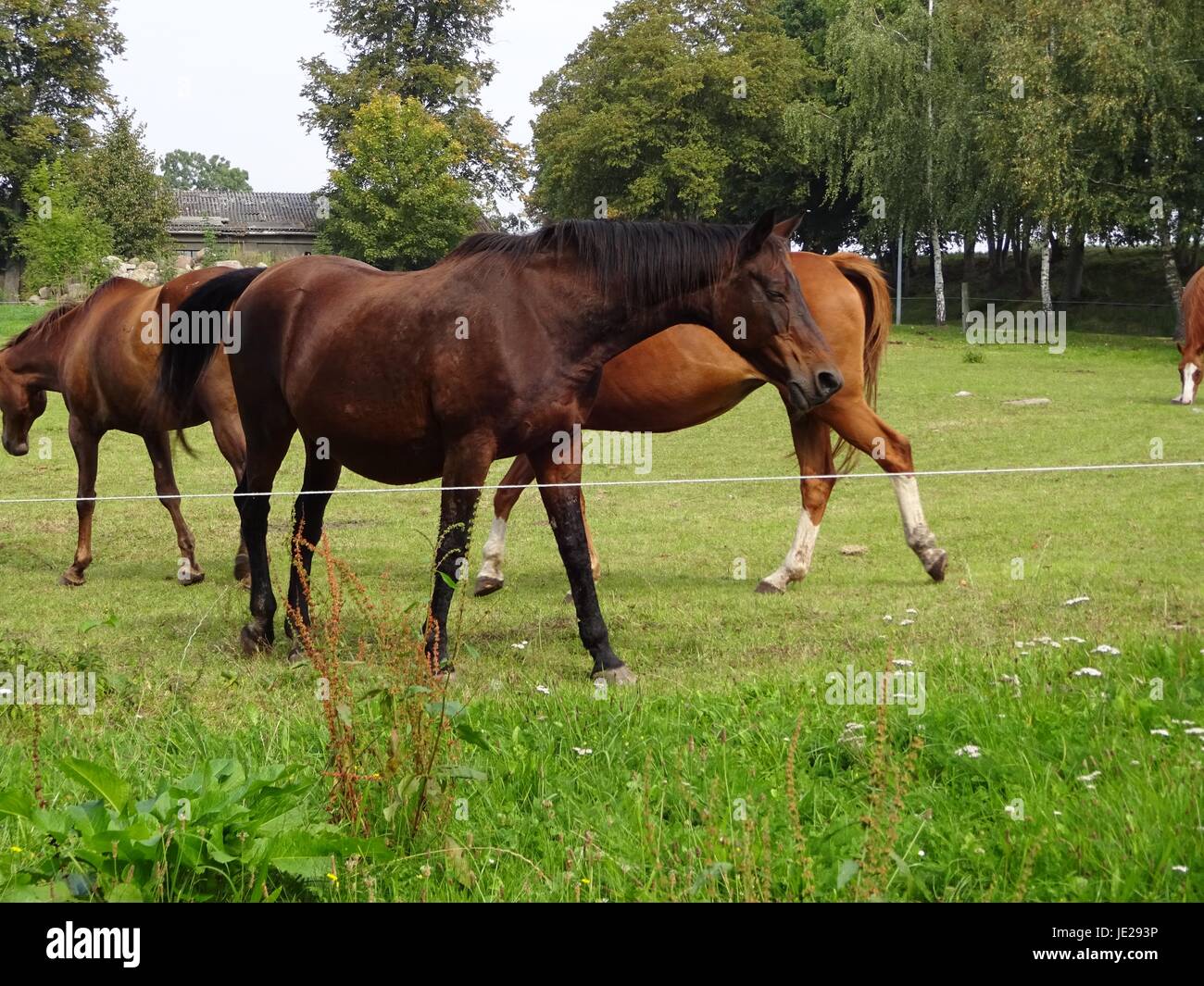 Grasende pferde hi-res stock photography and images - Alamy