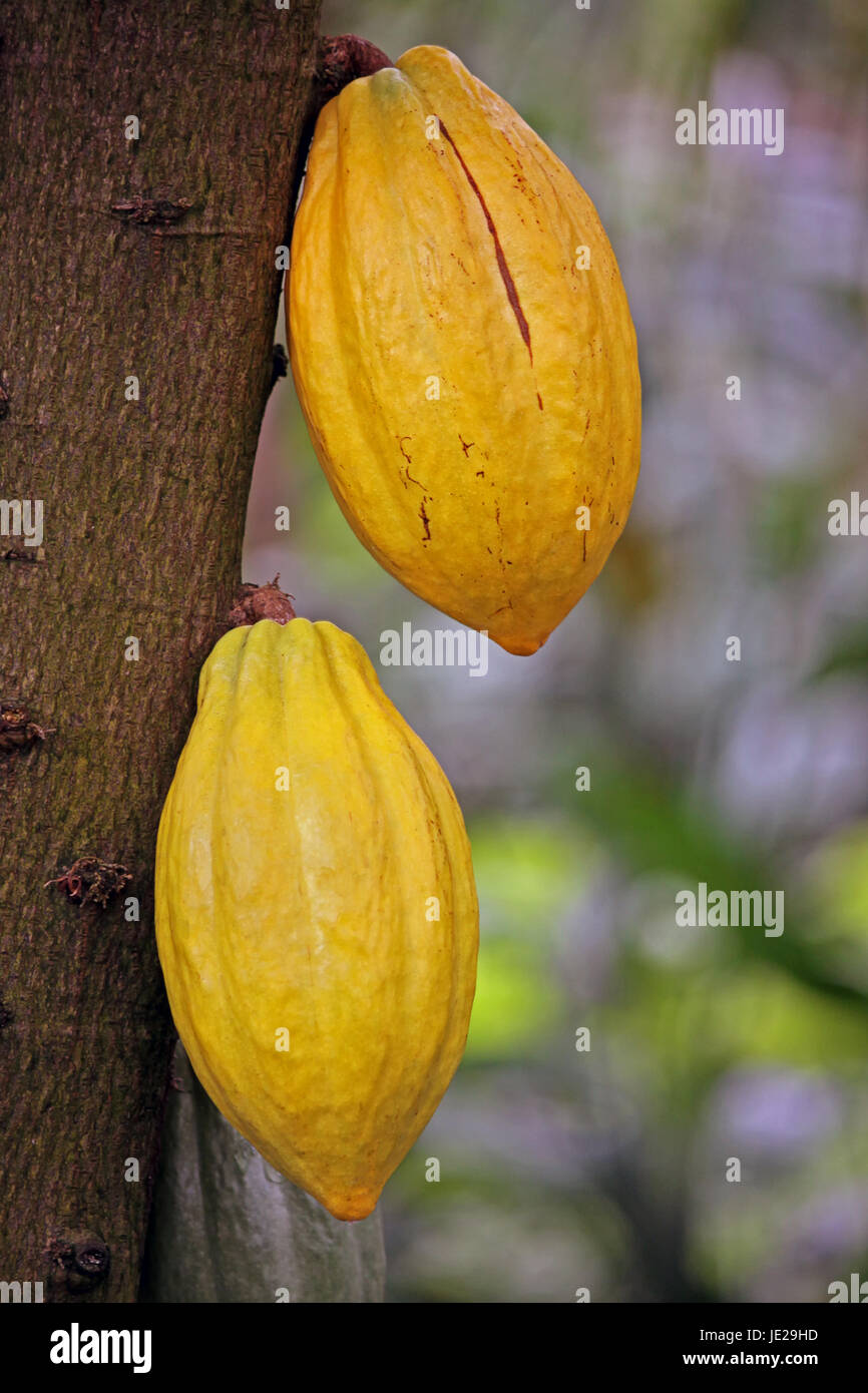 ripe fruit on the cocoa tree theobroma cacao Stock Photo - Alamy