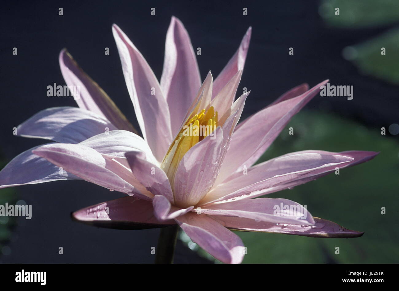 a Lotus Flower in a Japanese parc in the City centre of Tokyo in Japan ...