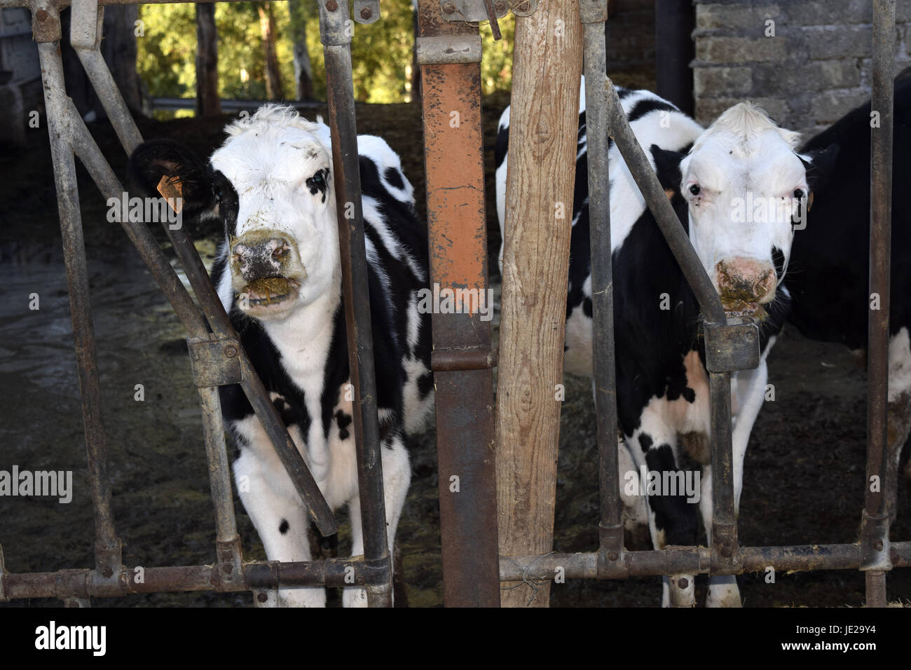 breeding of cows: a cattleshed of cow Stock Photo - Alamy