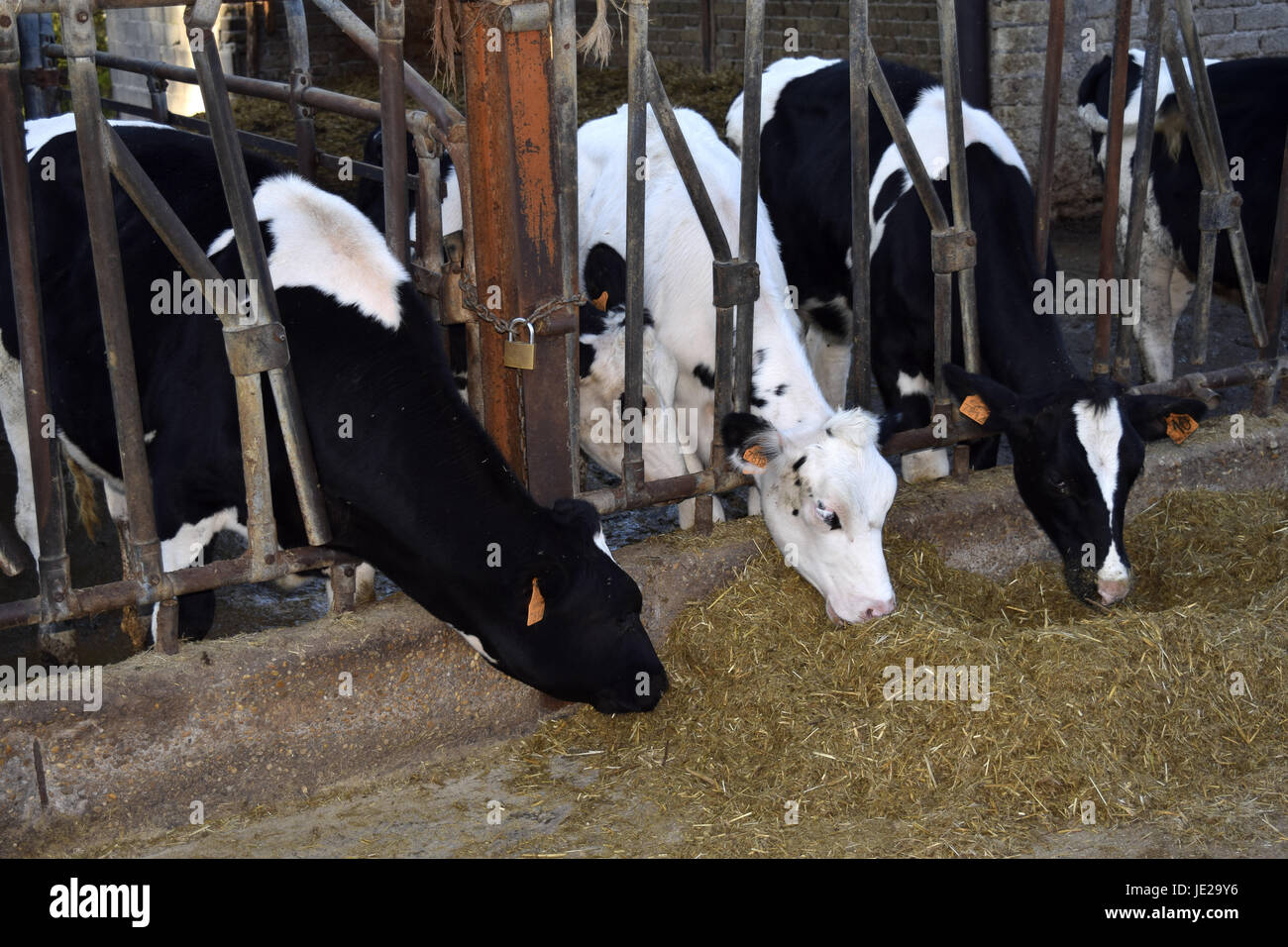 breeding of cows: a cattleshed of cow Stock Photo - Alamy