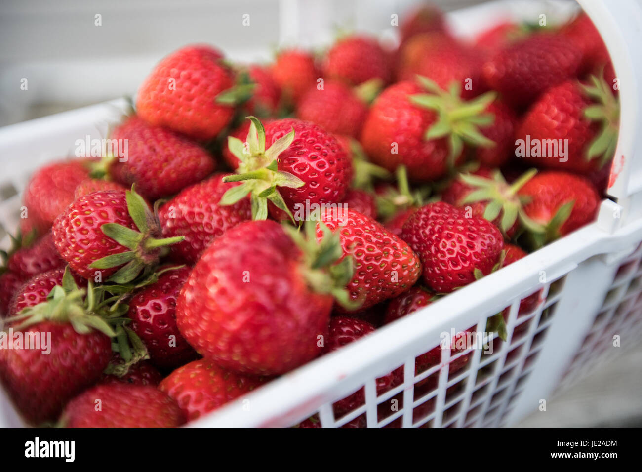 Fresh Canadian strawberries pictured in Kingston, Ont., on June 20 ...