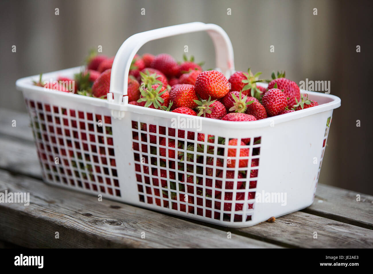 Fresh Canadian strawberries pictured in Kingston, Ont., on June 20 ...