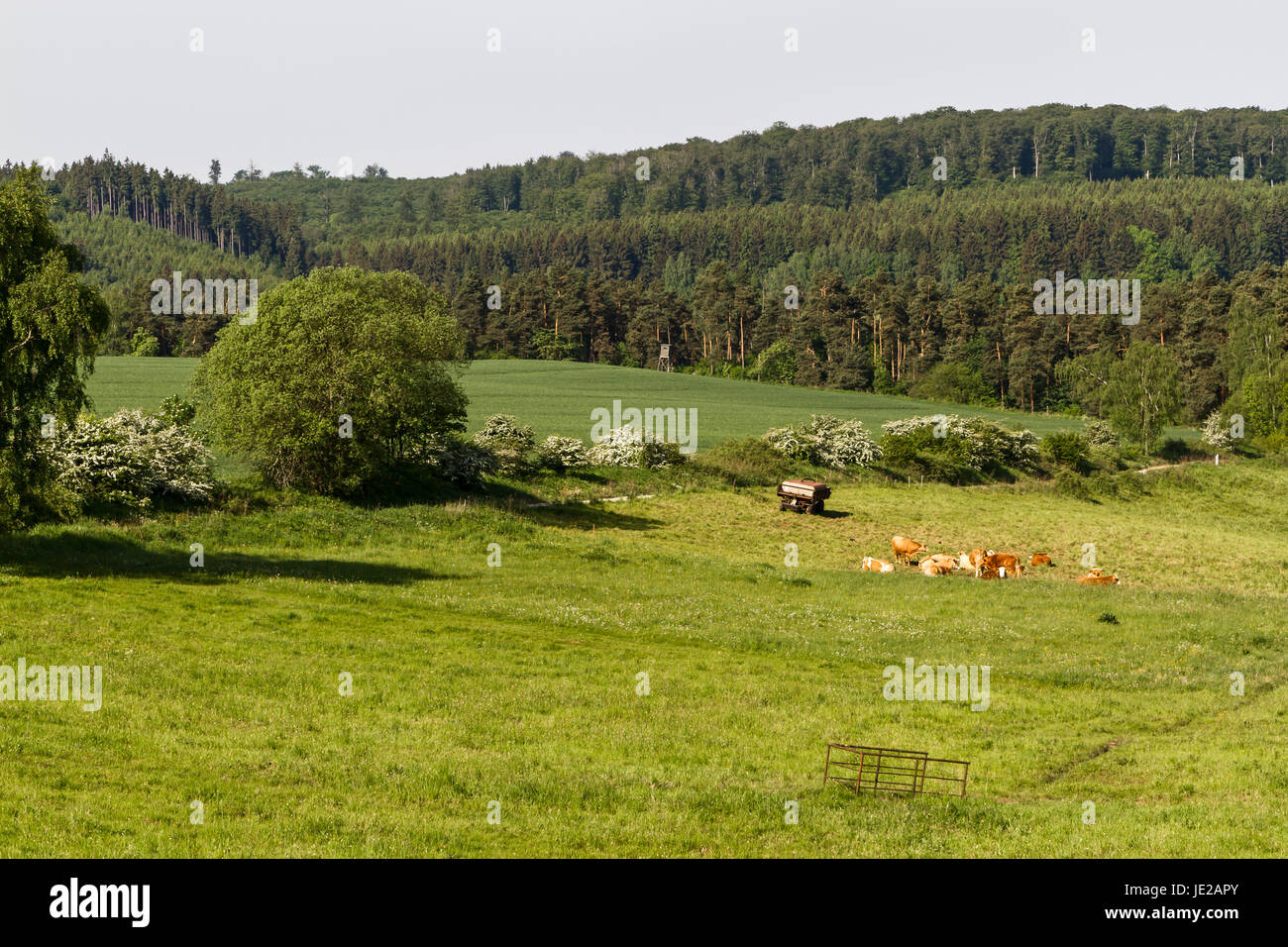 Weide mit Kuhherde im Harz Stock Photo - Alamy