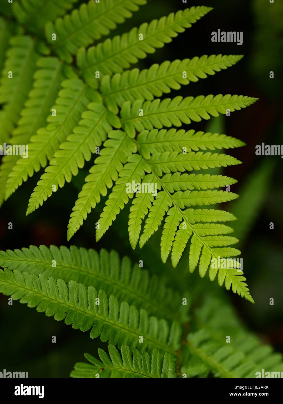 pointed deciduous forest Stock Photo - Alamy