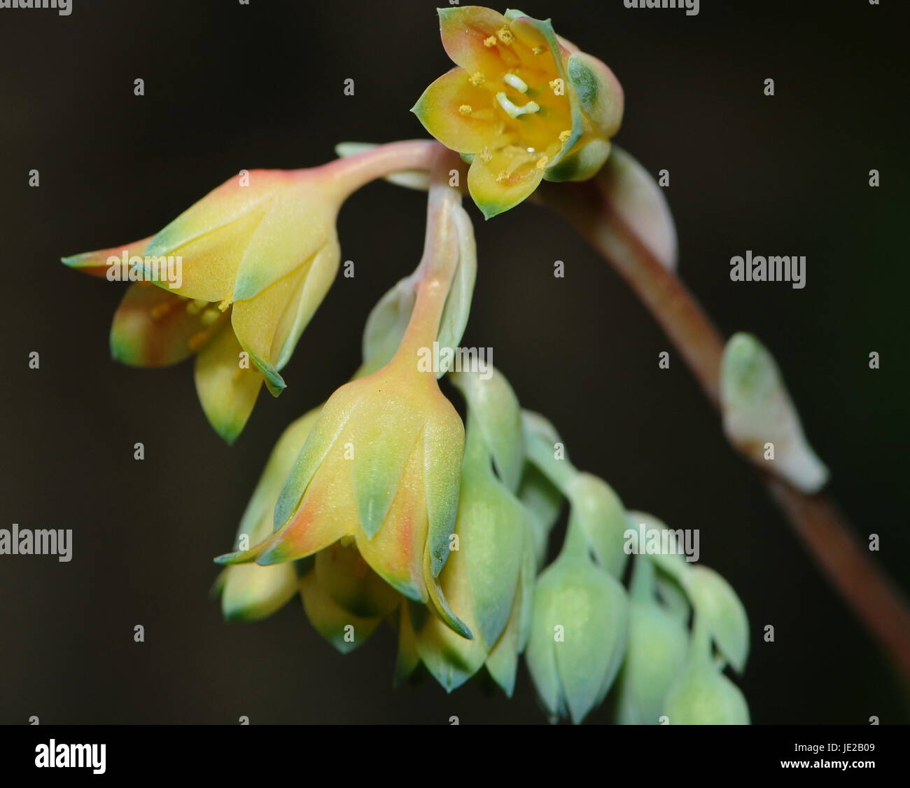 green fleshy flower Stock Photo - Alamy