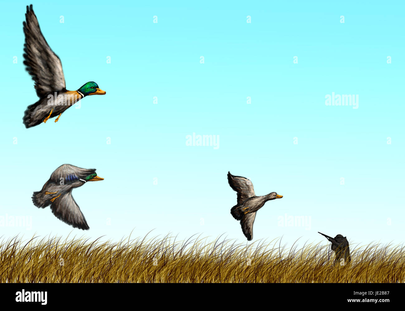 duck hunting. duck and hunter in yellow field Stock Photo - Alamy