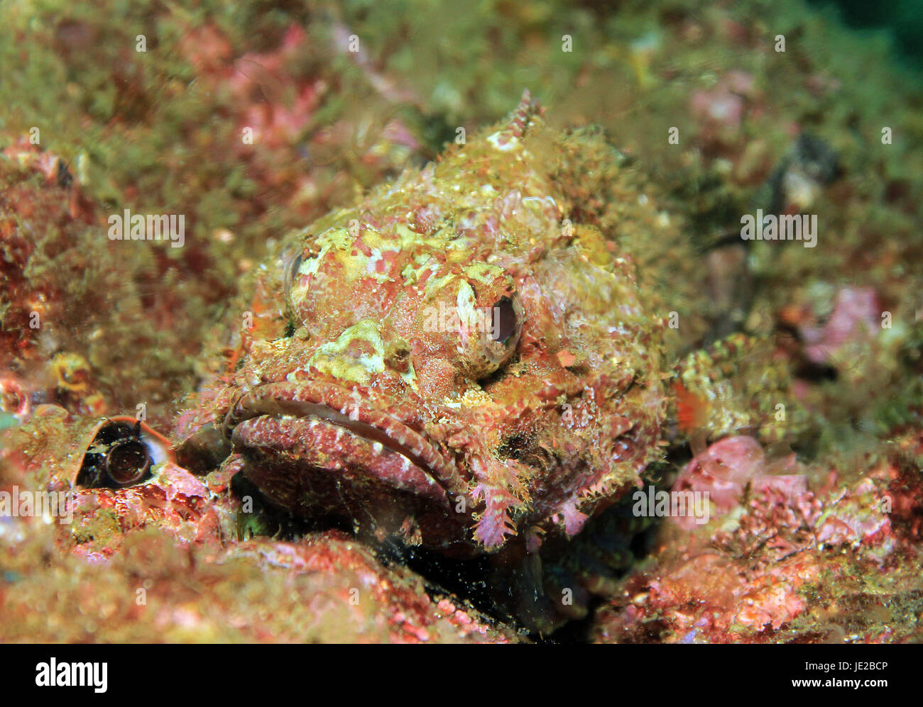 Pacific Spotted Scorpionfish (Scorpaena Mystes – aka Stone Scorpionfish ...