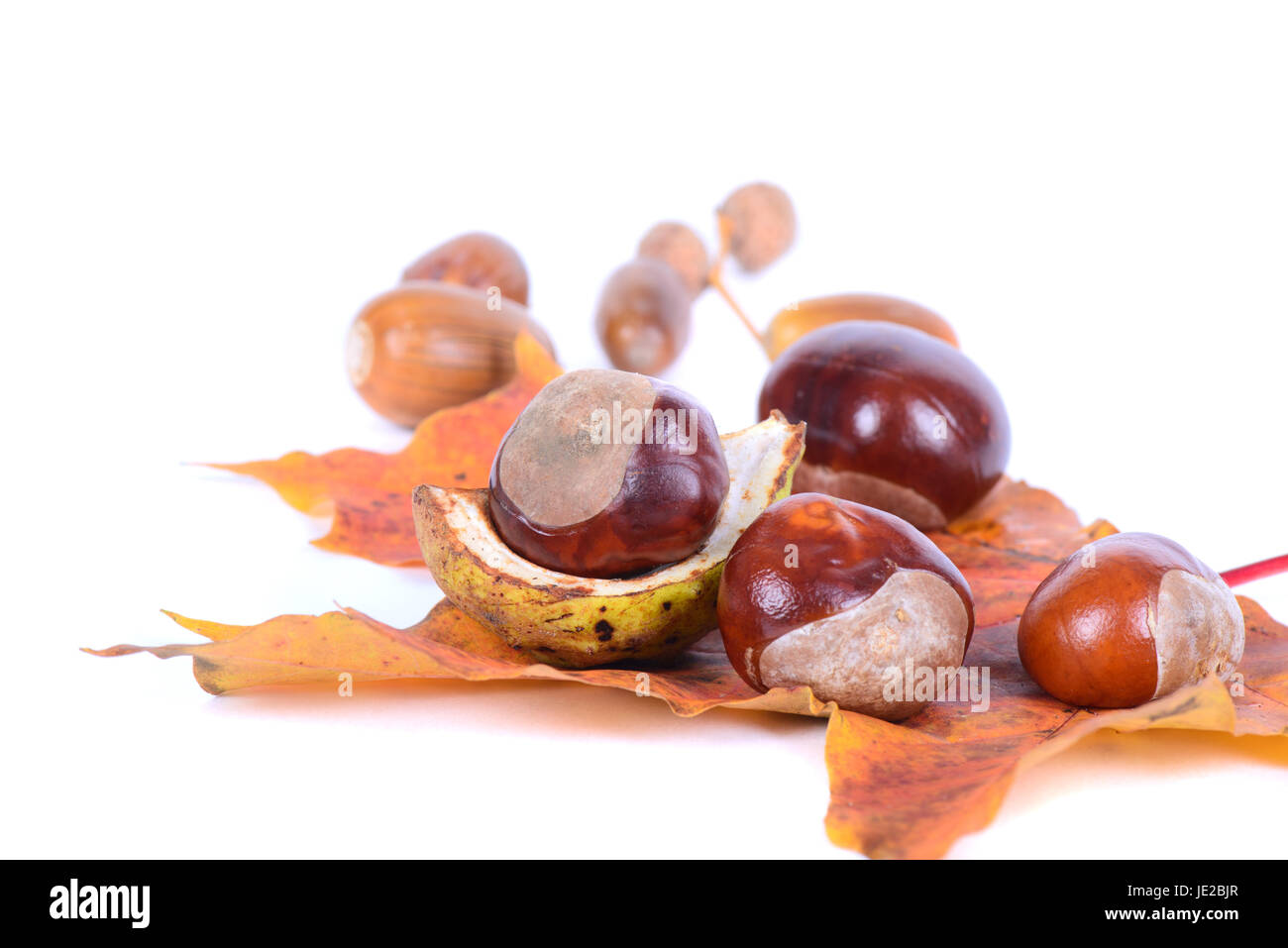 Chestnuts with autumn maple leaves isolated on white background Stock ...
