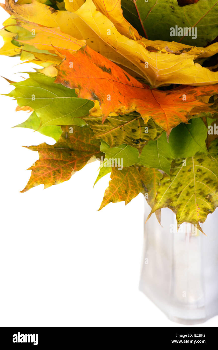 Autumn maple leaves in vase isolated on white background Stock Photo ...