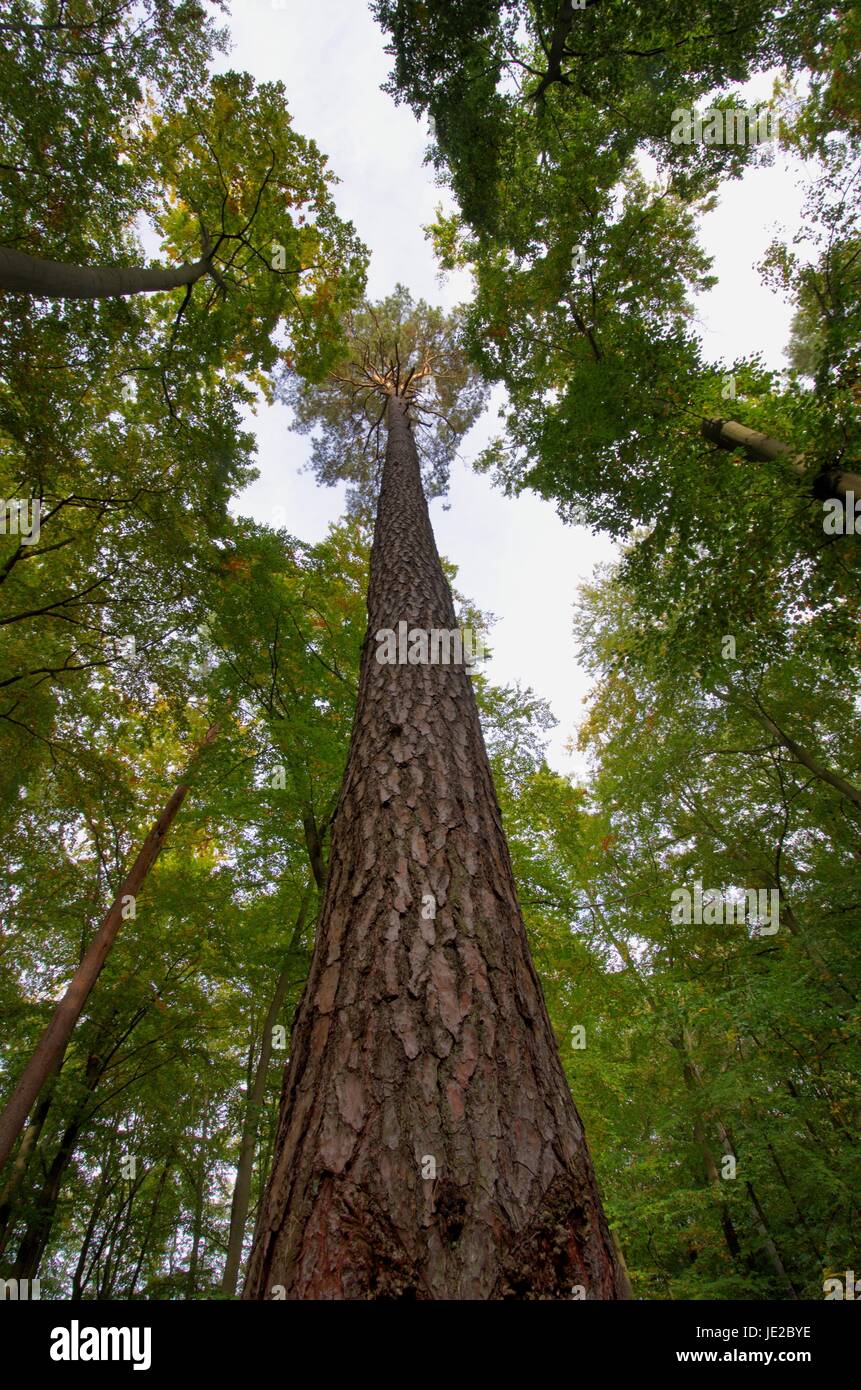 head of a tree germany Stock Photo - Alamy