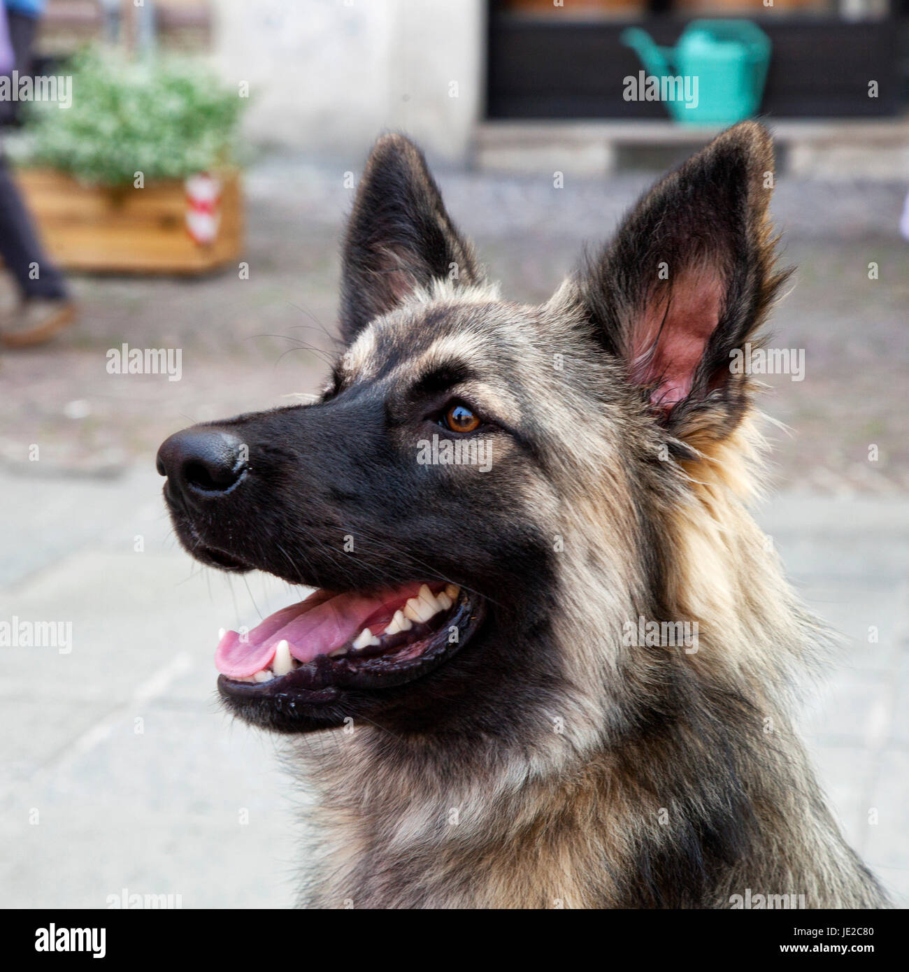 German Shepherd Happy