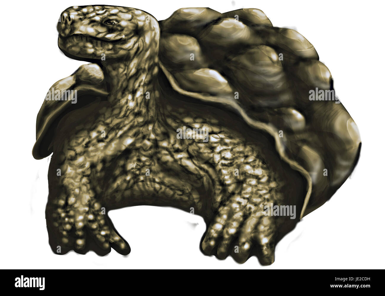 galapagos tortoise, abstract animalisolated on white background Stock ...