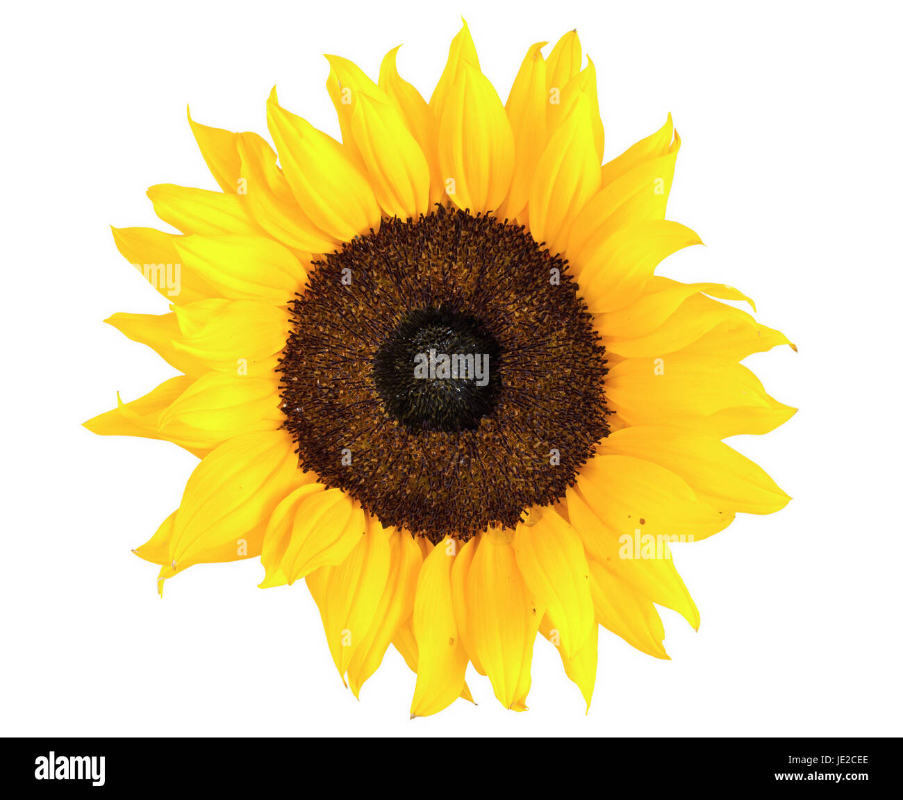 Sunflower isolated on white background with clipping path Stock Photo ...