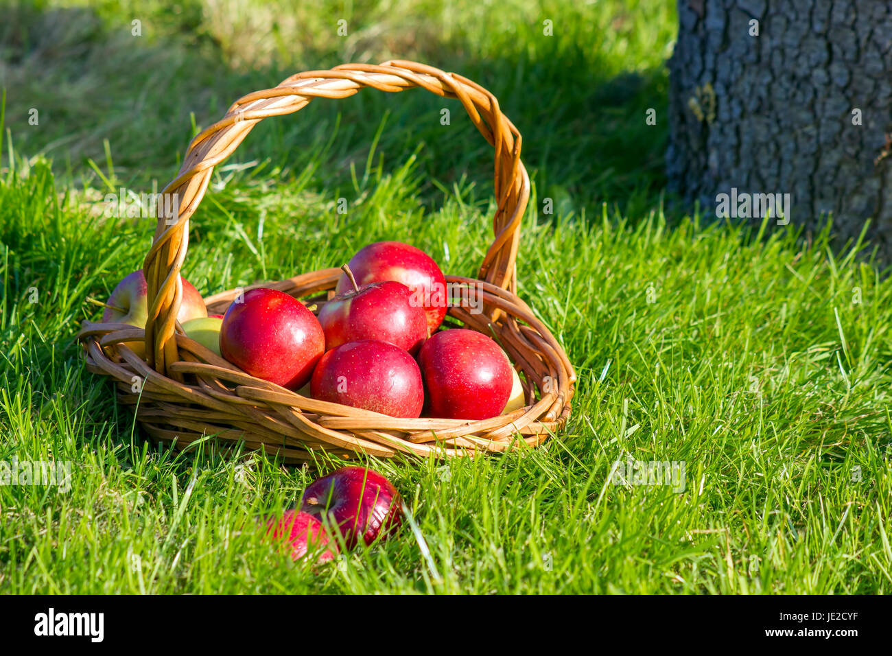 fresh apples in a basket Stock Photo - Alamy