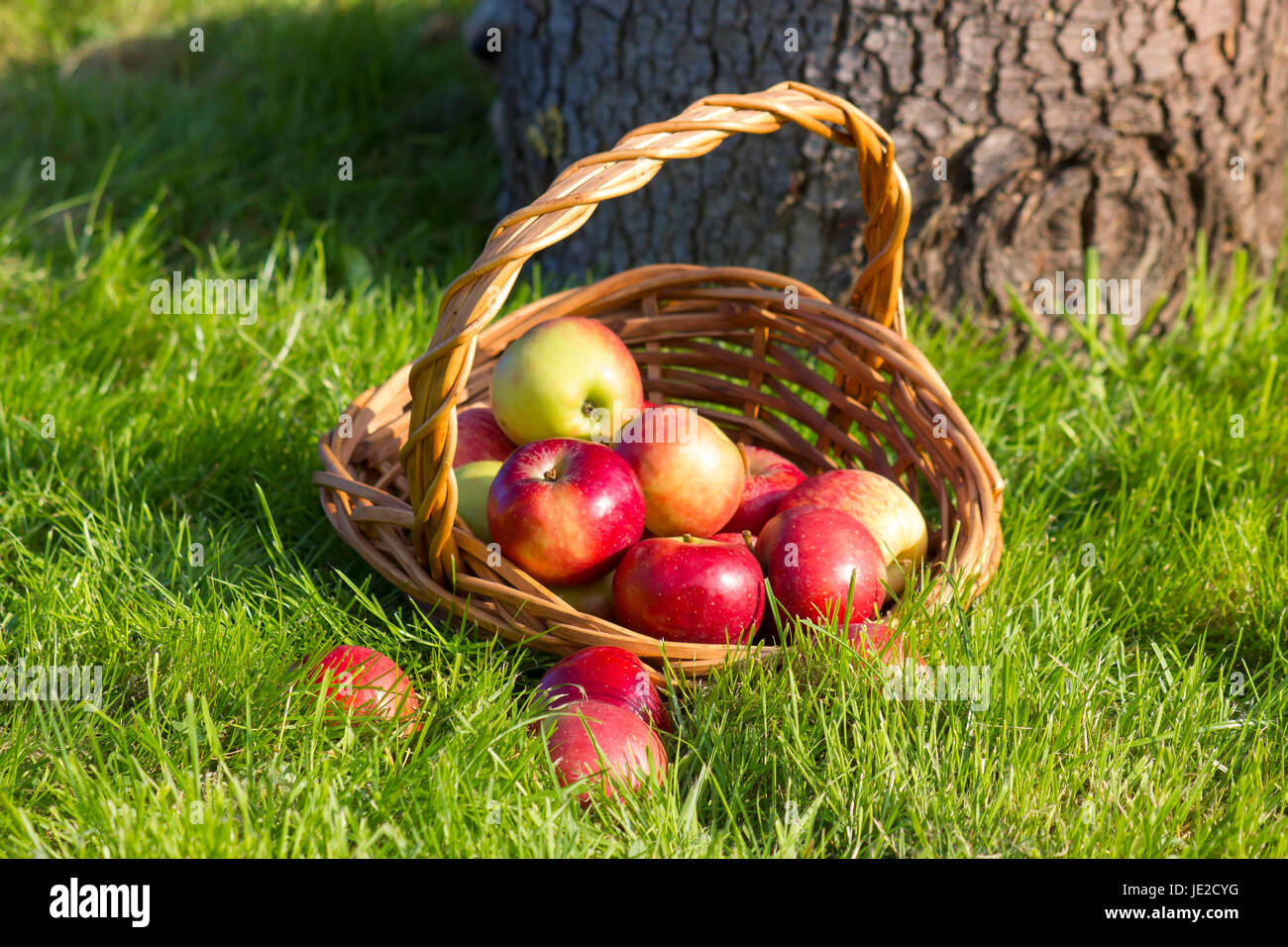 fresh apples in a basket Stock Photo - Alamy