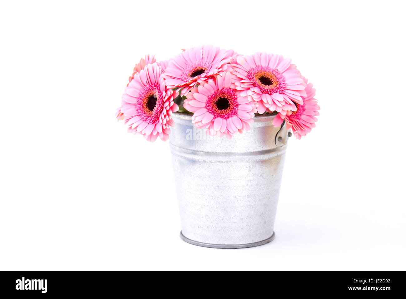 pink gerbera flowers in a bucket Stock Photo - Alamy