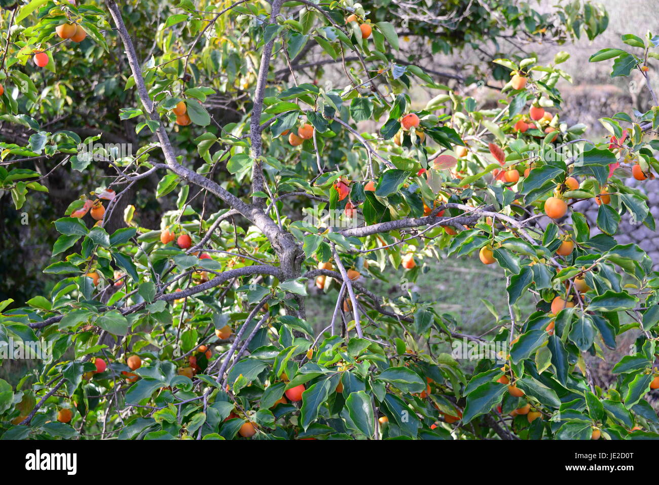 Sharonfrucht hi-res stock photography and images - Alamy