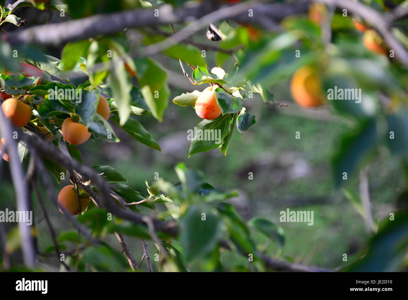 honigapfel persimone oder sharonfrucht Stock Photo - Alamy