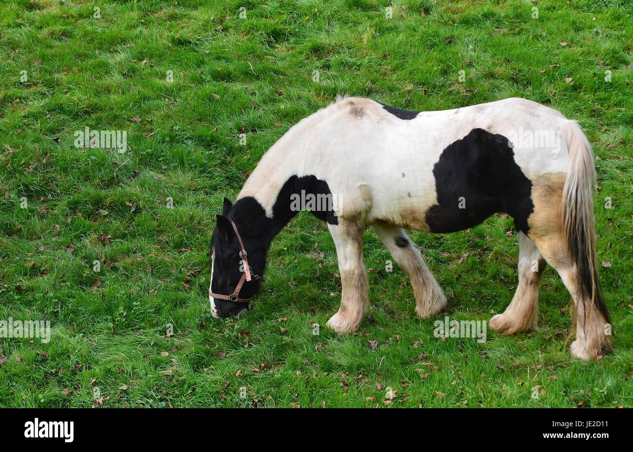 Tinker pferd hi-res stock photography and images - Alamy
