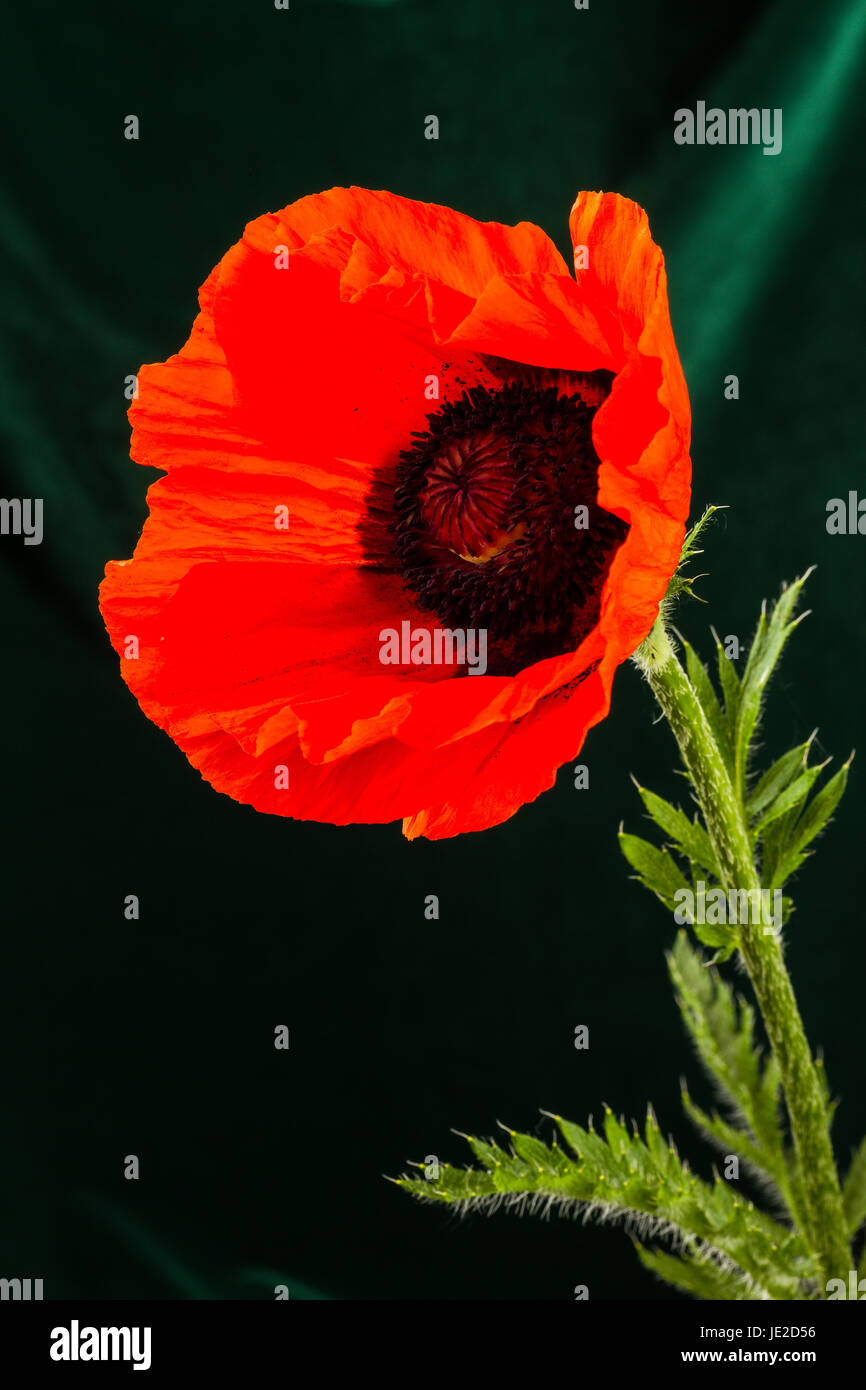 beautiful wild-growing red poppy on dark background Stock Photo - Alamy