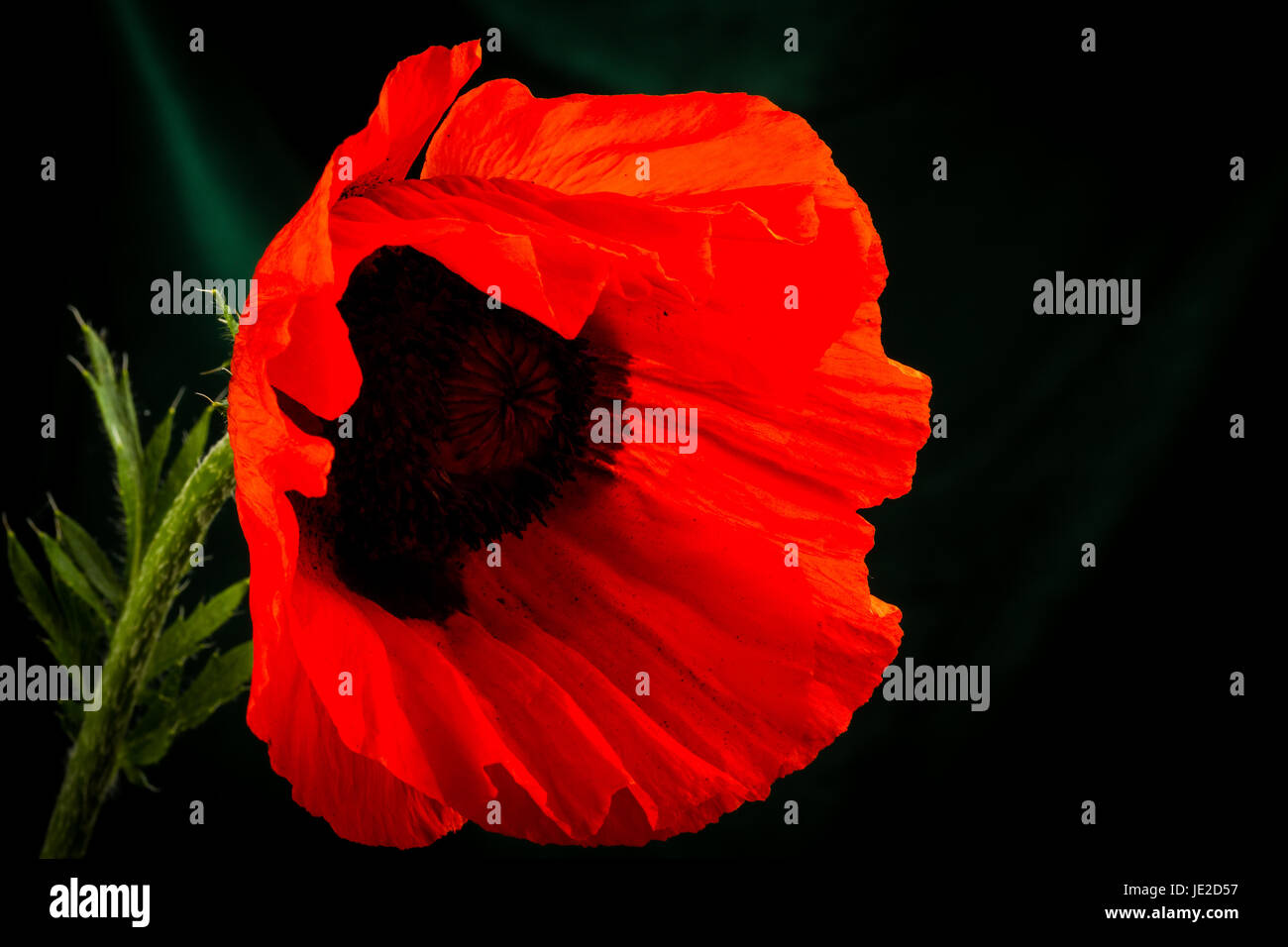 beautiful wild-growing red poppy on dark background Stock Photo - Alamy