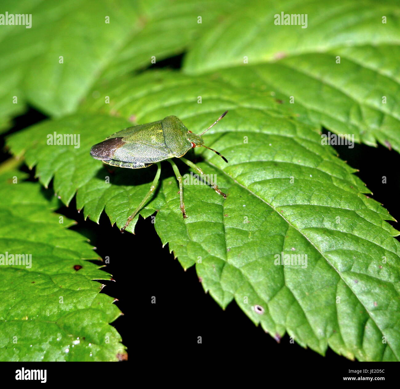 green stink bug Stock Photo - Alamy