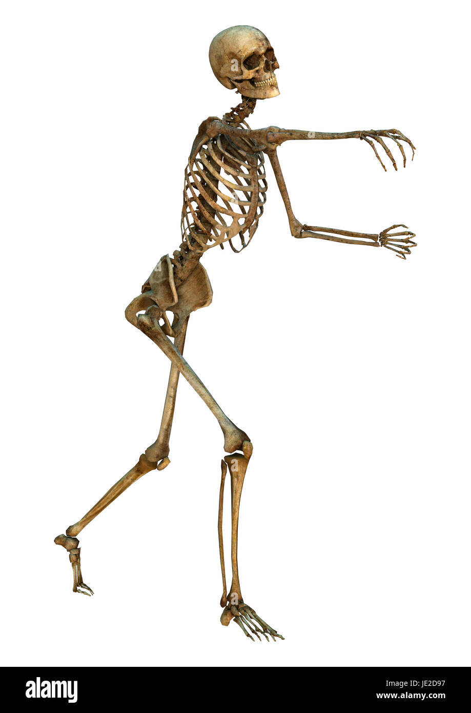 3D digital render of an old human skeleton isolated on white background ...
