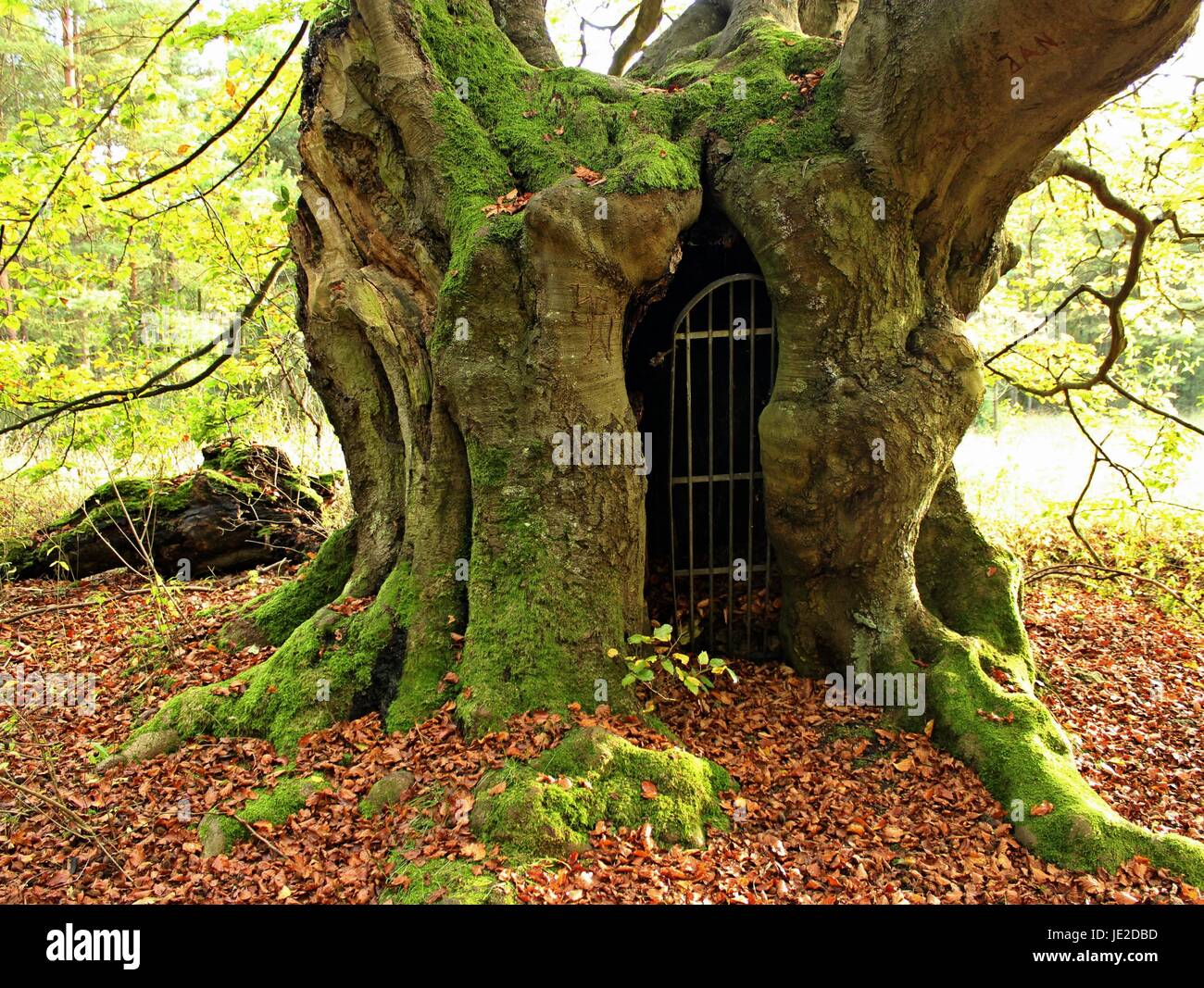 Hute tree hi-res stock photography and images - Alamy