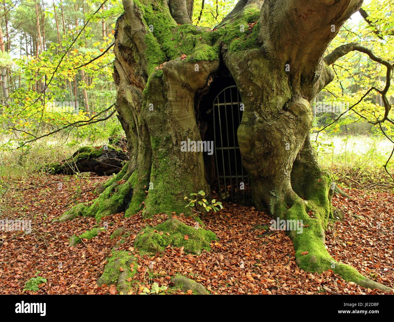 Hute tree hi-res stock photography and images - Alamy