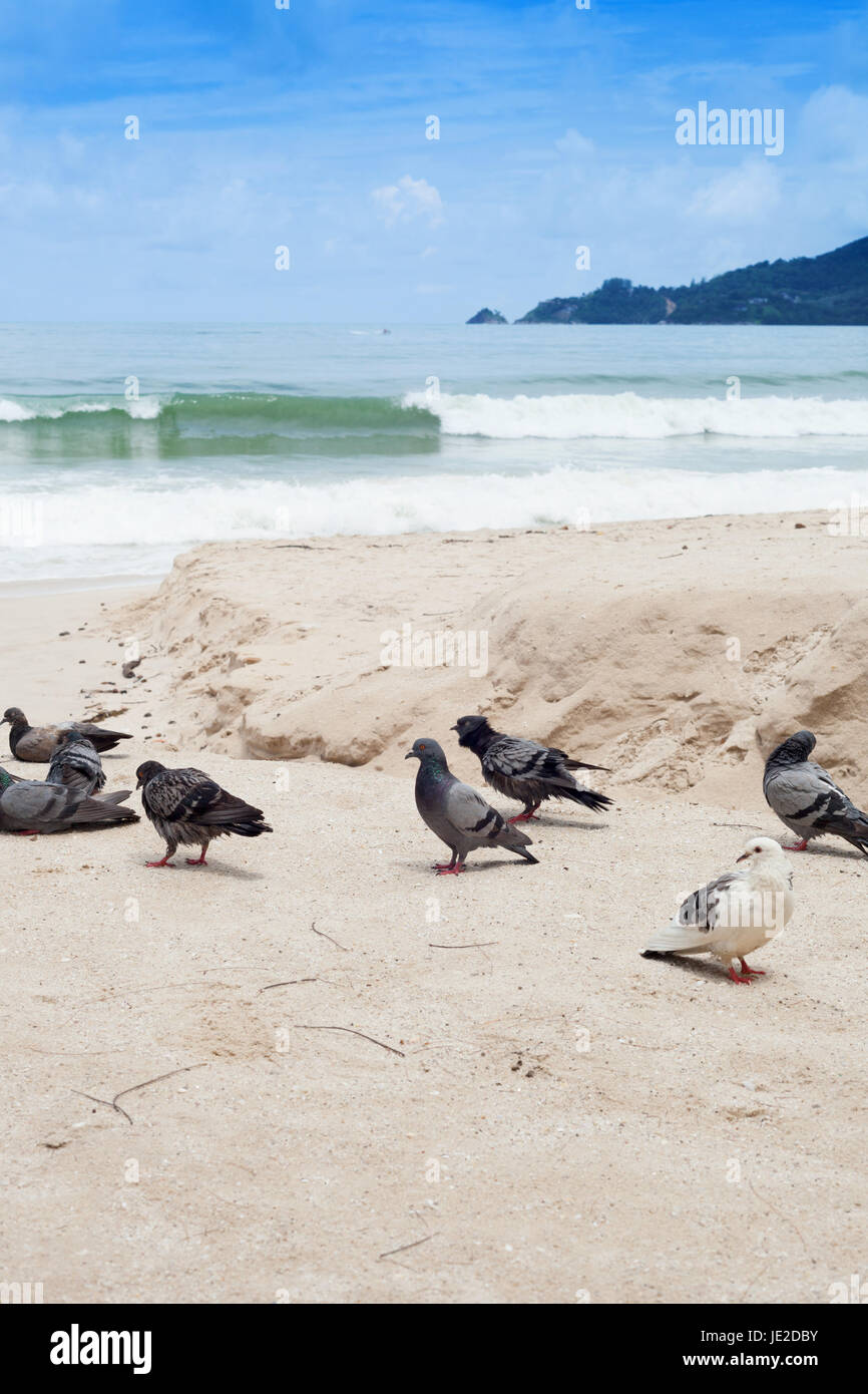 Tauben hintergrund hi-res stock photography and images - Alamy