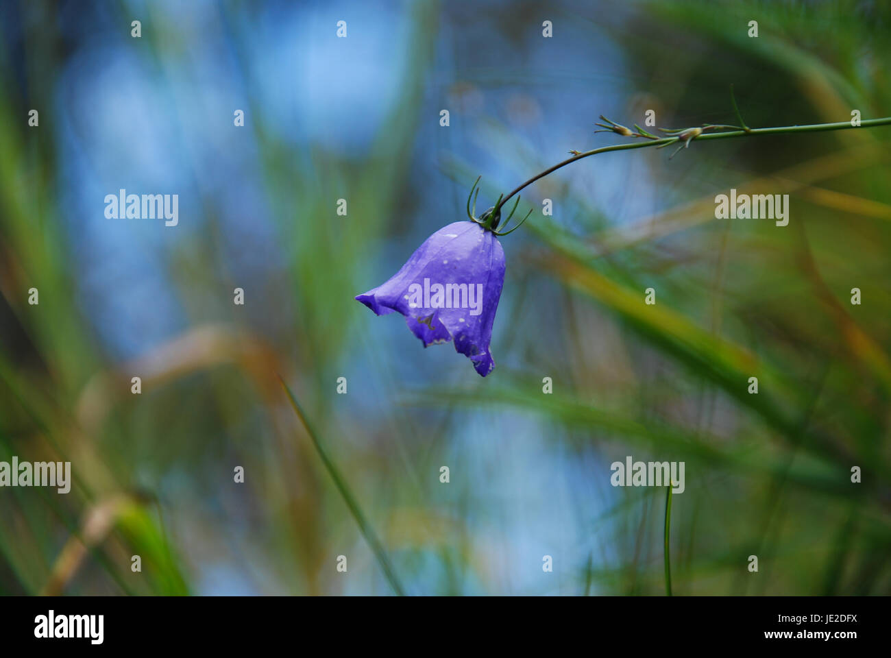 Harebell flower closeup with green and blue background Stock Photo - Alamy