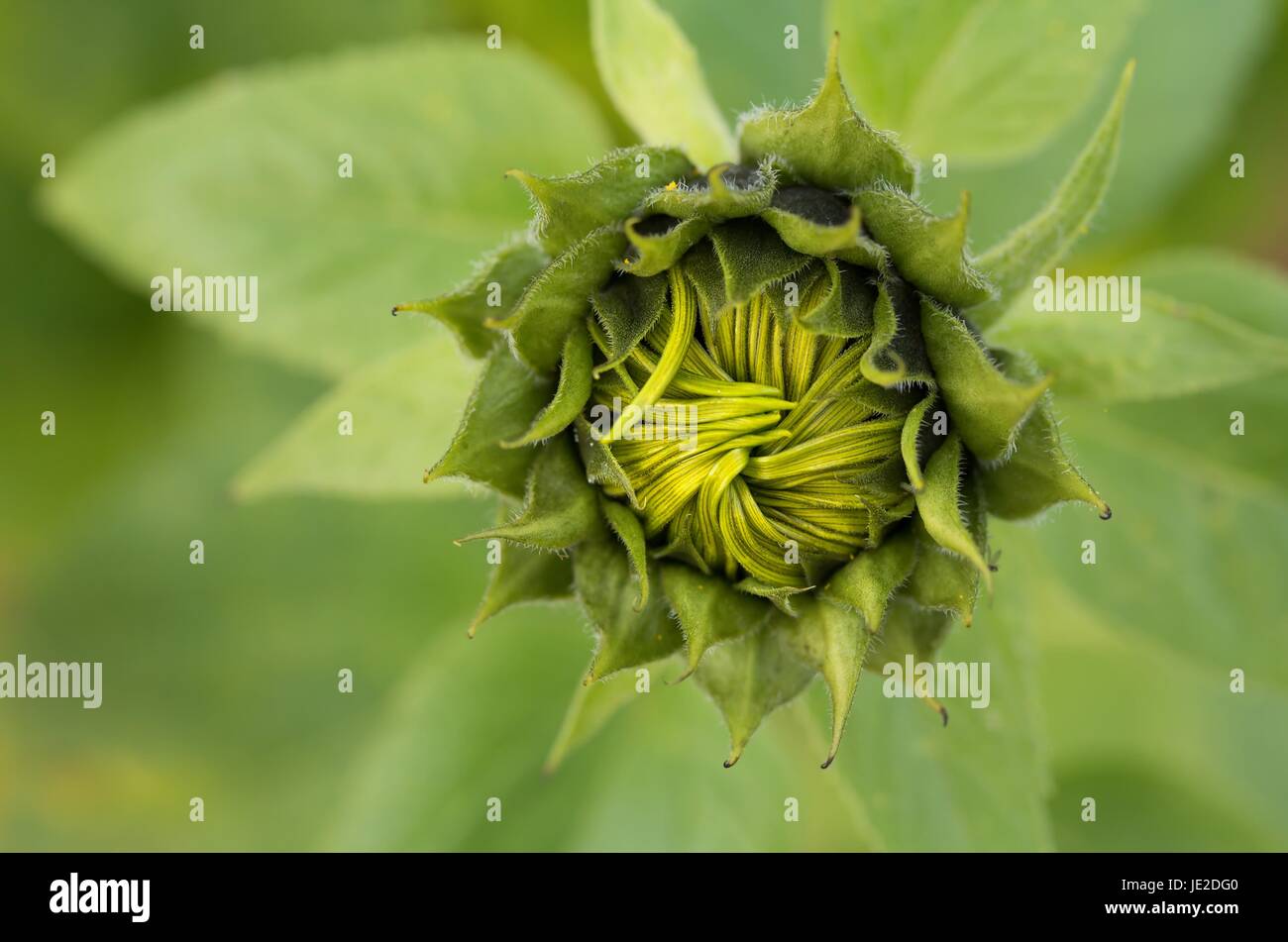 half-open sunflower / semi-open sunflower Stock Photo - Alamy