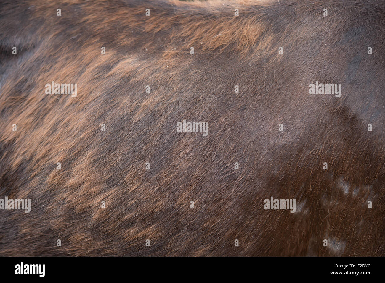 horse body as background and texture Stock Photo - Alamy