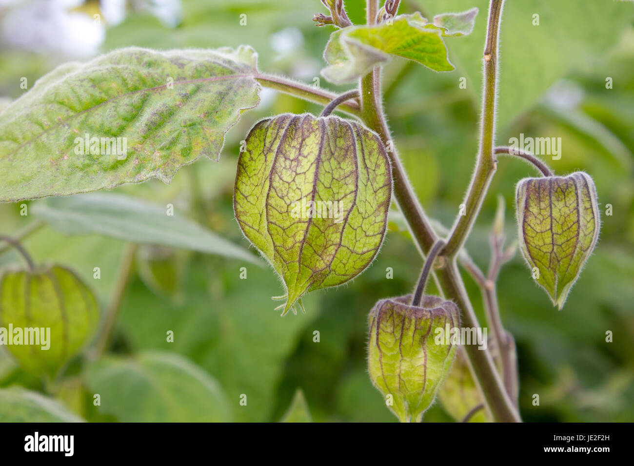 cape gooseberry peruvian cherry Stock Photo - Alamy
