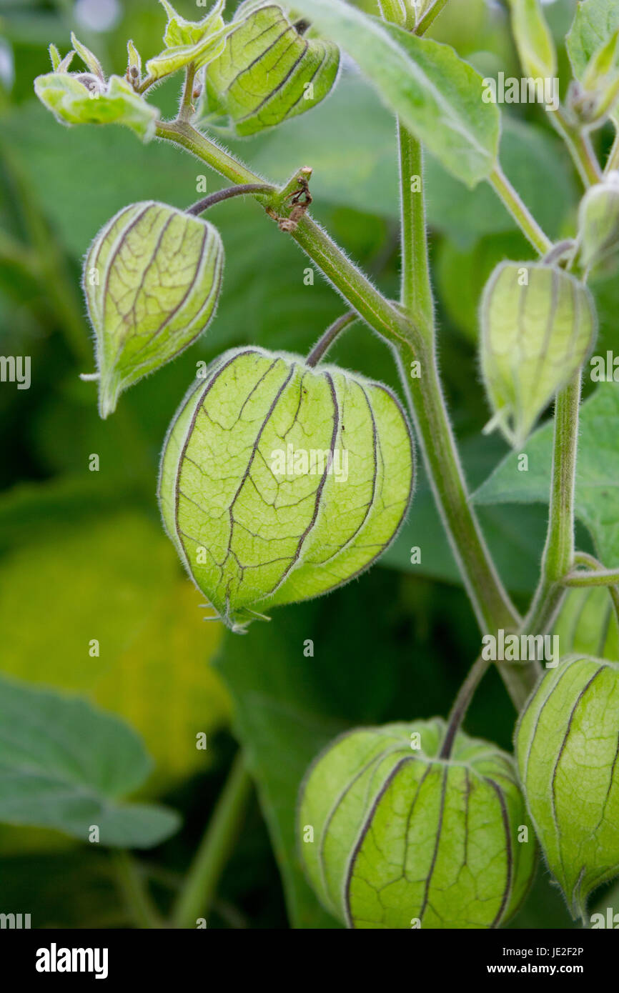 cape gooseberry peruvian cherry Stock Photo - Alamy