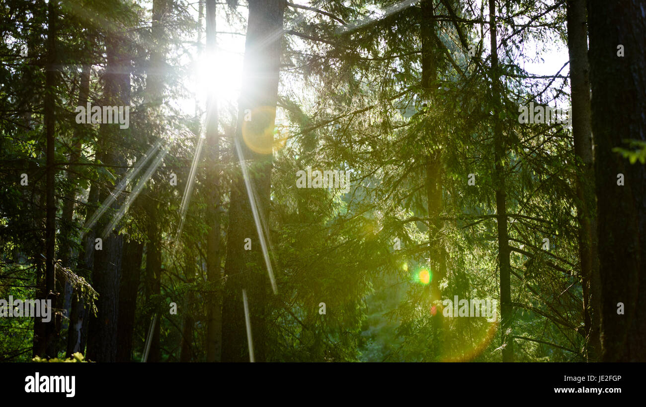 lens flares of light in forest in early summer morning. foliage and ...