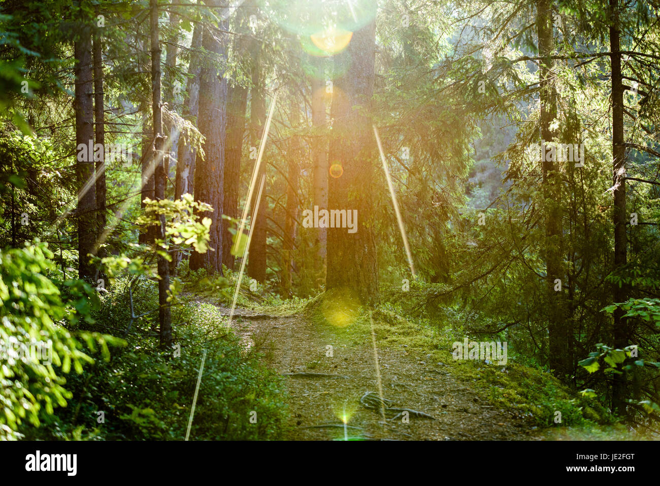 lens flares of light in forest in early summer morning. foliage and ...