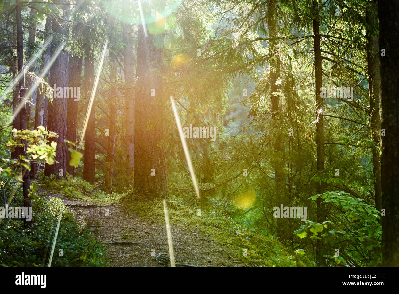 lens flares of light in forest in early summer morning. foliage and ...
