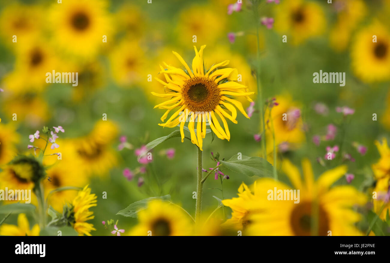 Yellow insects hi-res stock photography and images - Alamy