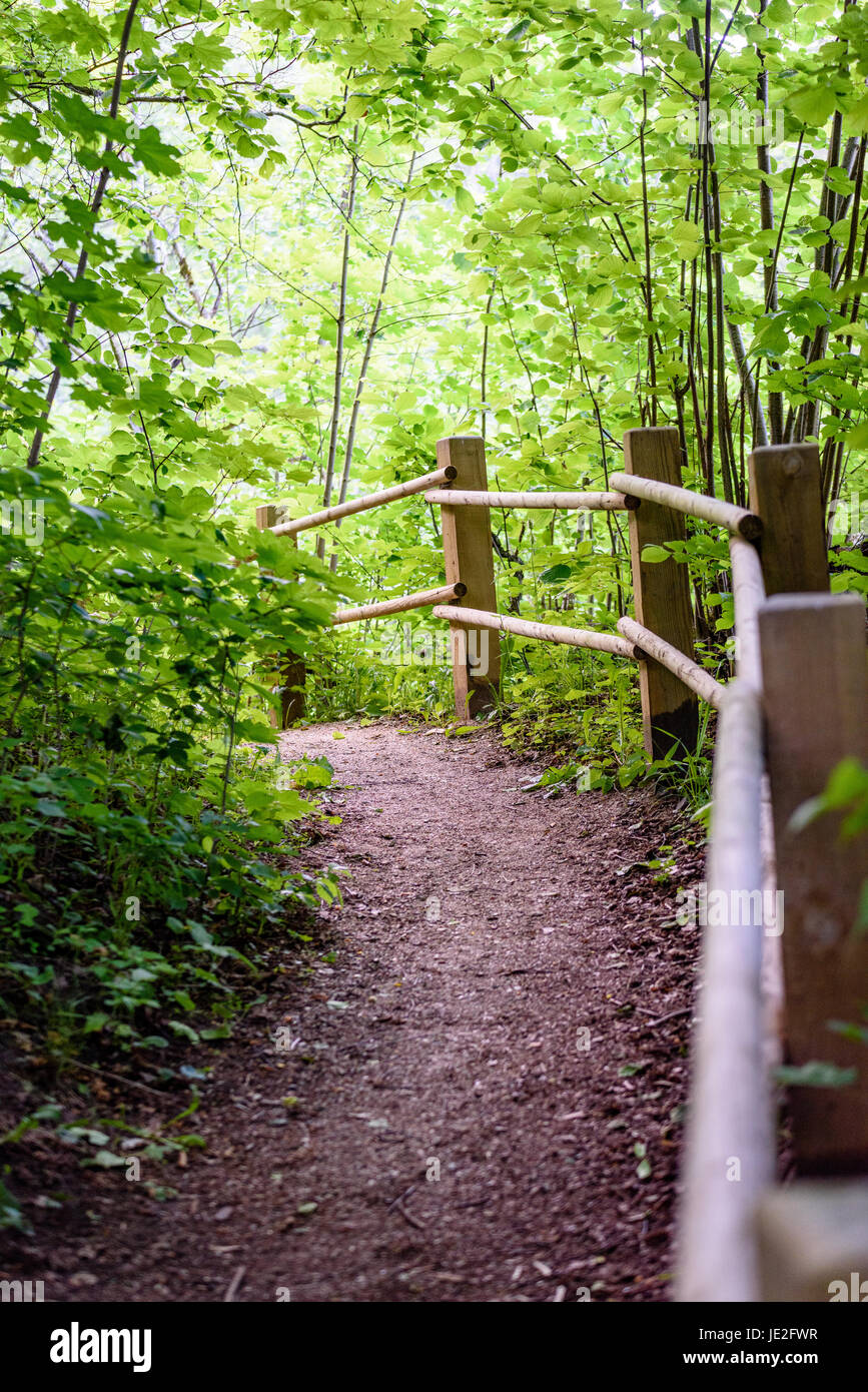 wooden footbridge in the forest in the countryside surrounded by green ...