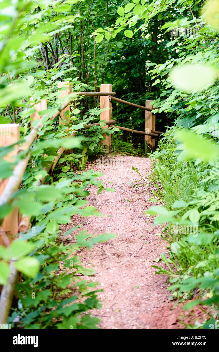 wooden footbridge in the forest in the countryside surrounded by green ...