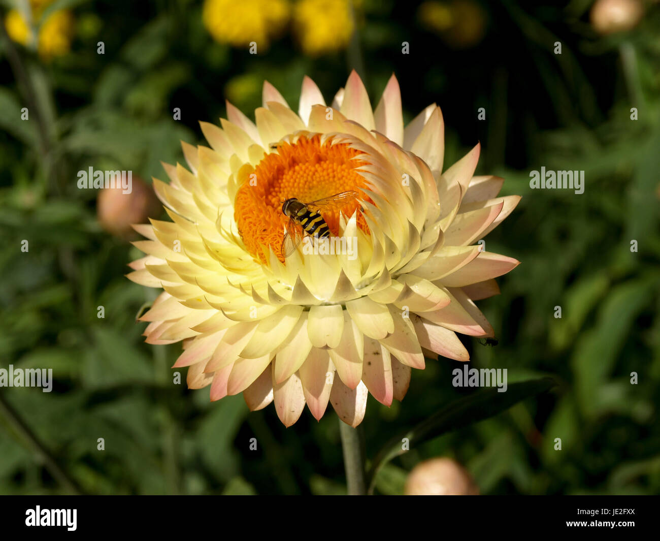 Wasp on a Straw flower Stock Photo - Alamy